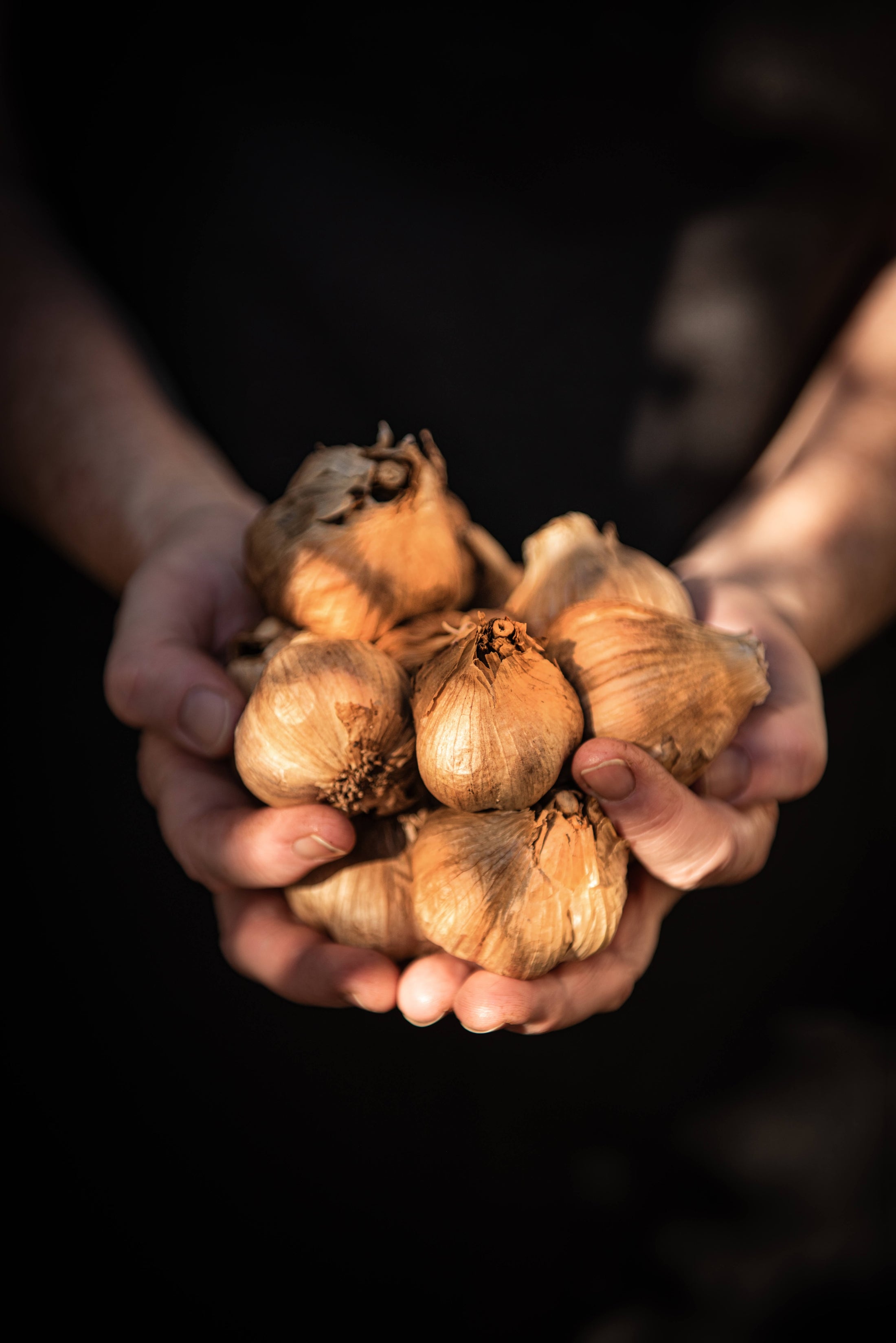 Aged Black Garlic Cloves – Sweet & Savoury Gourmet Garlic – Black ...